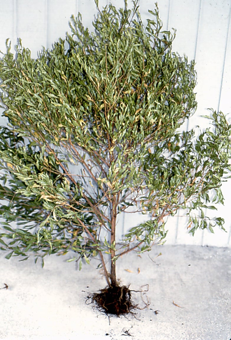 How To Identify And Treat Root Rot Disease In Northern Virginia